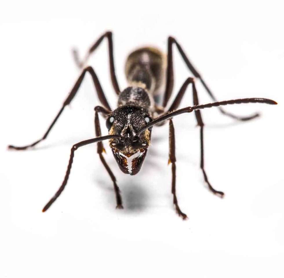 Ants - Hardy Henry Services